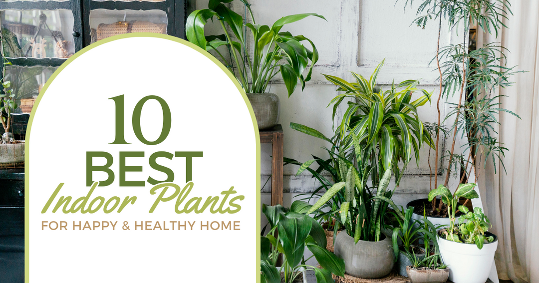 10 Best Indoor Plants for Happy and Healthy Home – Luxehome